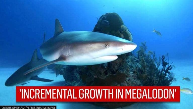 Megalodon babies grew bigger than adult humans by eating unhatched eggs ...