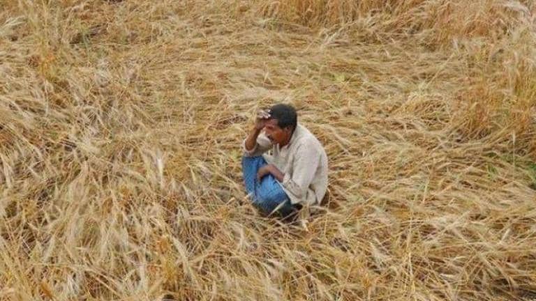 K'taka govt announces Rs 10,000/ha compensation to farmers affected by ...