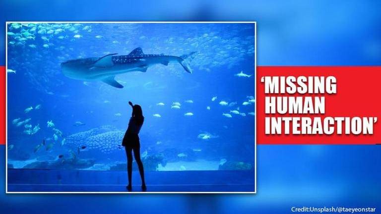 Lockdown Fatigue: Fish species in Australian aquarium exhibit signs of ...