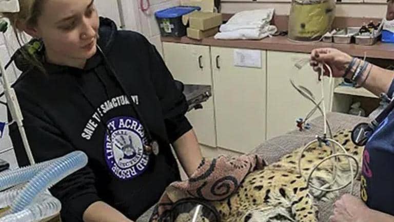 Cocaine cat who escaped owner now lives at Cincinnati Zoo | Republic World