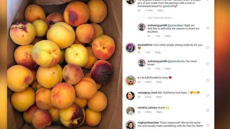 Viral video of apricots makes rocks netizens with nostalgic, puts smile ...