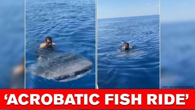 Video of a man riding on endangered whale shark leaves netizens divided ...