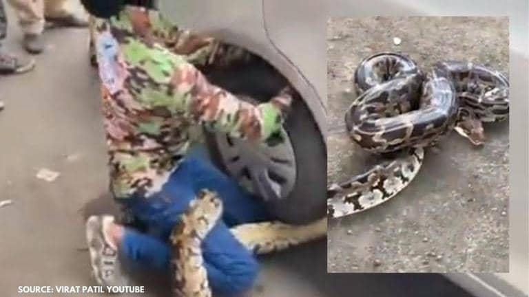 Python that caused a traffic jam on a highway in Chunabhatti, Mumbai, rescued; WATCH | Republic ...