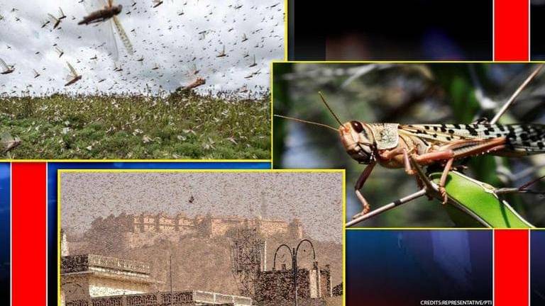 Locust Attack: Meerut farmers asked to stay vigilant as potential ...