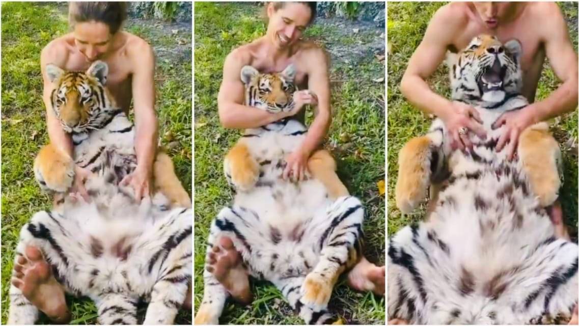 Amazing Video Of A Shirtless Man Playing And Giving Tiger Belly Rubs ...