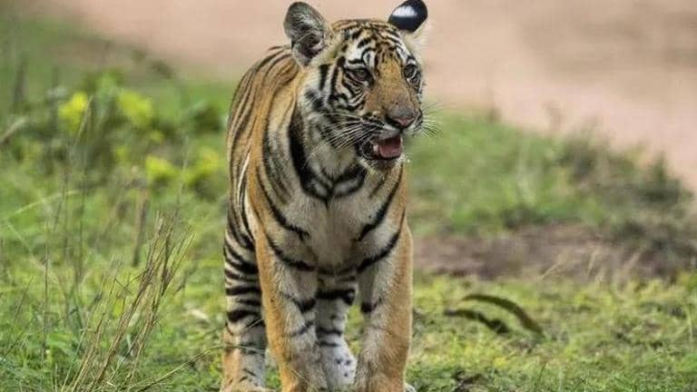 Maha: Three men nabbed for poaching a tiger in Nagpur's Pench Reserve ...