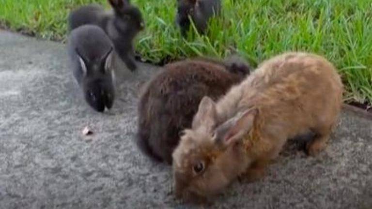 Florida suburb hopping into hunt for new owners after fuzzy invasion of ...