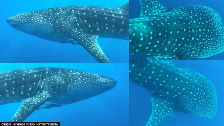 Researchers' beautiful video on International Whale Shark Day leaves ...