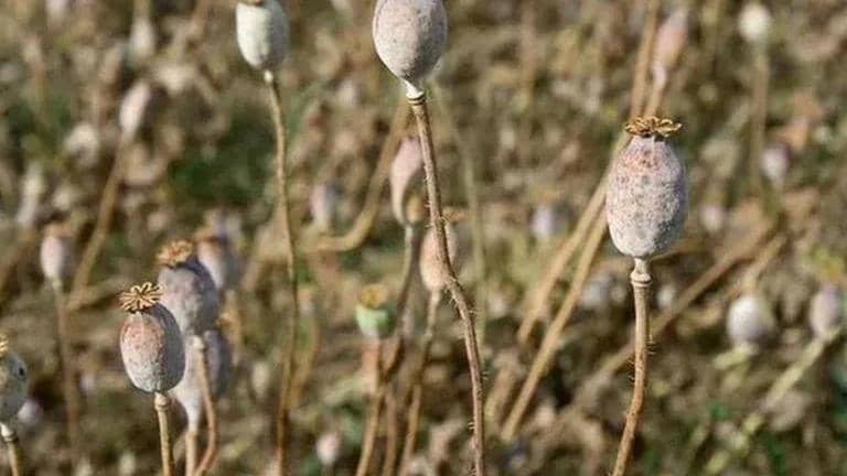 MP: NCB arrests three with opium and poppy husks worth Rs 55 lakh in ...
