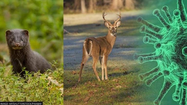 Omicron: Scientists reveal how new COVID-19 variant might have ...