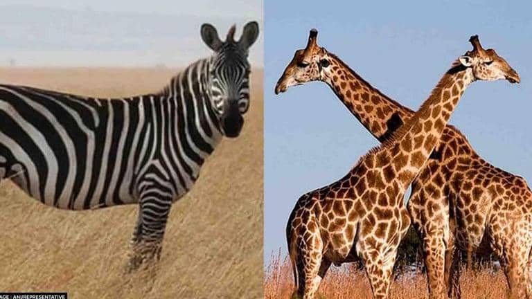 Assam: State Zoo and Botanical garden gets two zebras and a giraffe ...