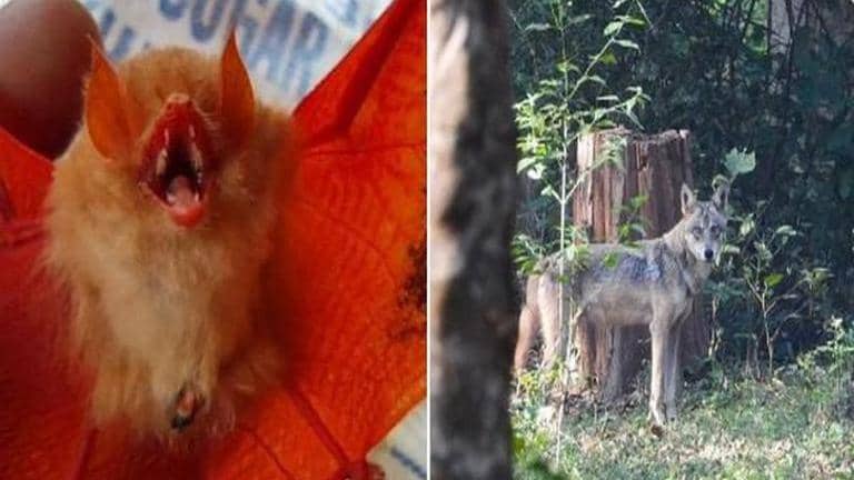 Chhattisgarh: Rare orange colour bat spotted in Kanger Valley National ...