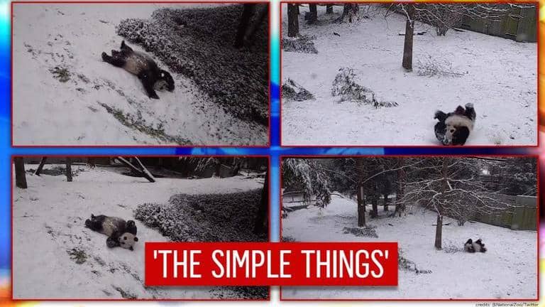 This super cute video of giant pandas playing and rolling in snow will ...