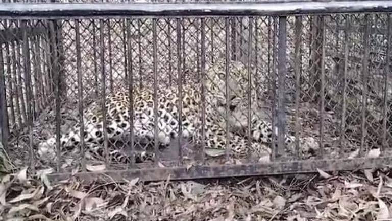 Operation Leopard nets fifth big cat near Andhra's Narasimhaswamy Temple | Republic World