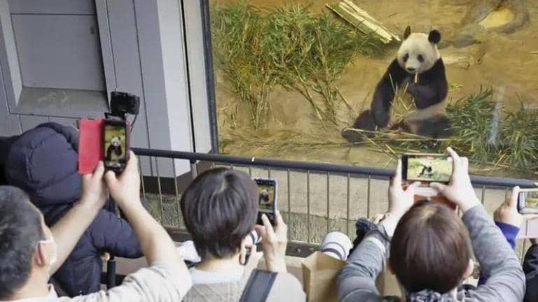 Japanese bid farewell to beloved panda returning to China | Republic World