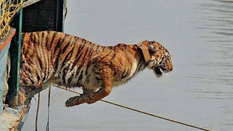 Maharashtra: 'Conflict Tiger' captured in Yavatmal | Republic World