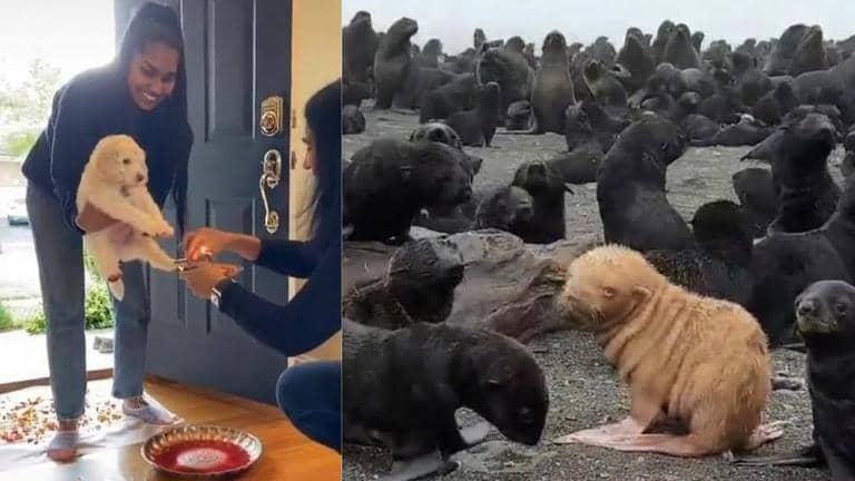 Top viral news of the week: Man spotted with Python mask to a desi ...