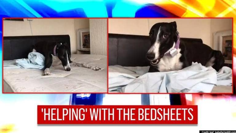 Watch: Dog gets excited while trying to help owner with bedsheet; video ...