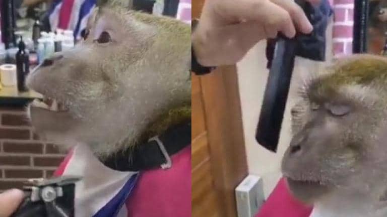 Monkey's grooming session at a salon leaves netizens in splits; WATCH ...