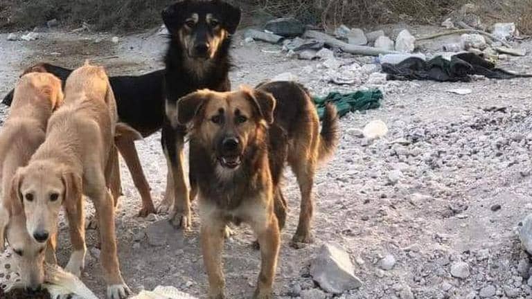 Qatari gunmen shoot 29 dogs in shelter claiming one of them bit child ...