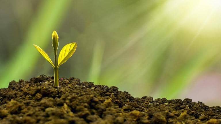 Assam plans to create world record by planting trees | Republic World