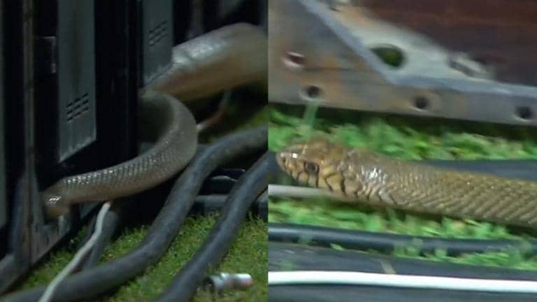 Cameraman runs to save his life as snake reappears during a match in ...