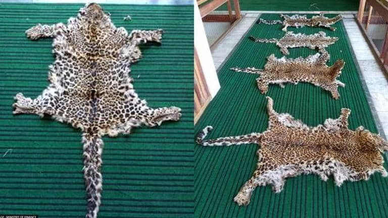 Four leopard skins seized, eight people arrested as DRI cracks down on ...