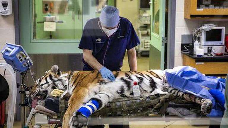 Tiger that undewent rare hip replacement surgery has setback | Republic ...