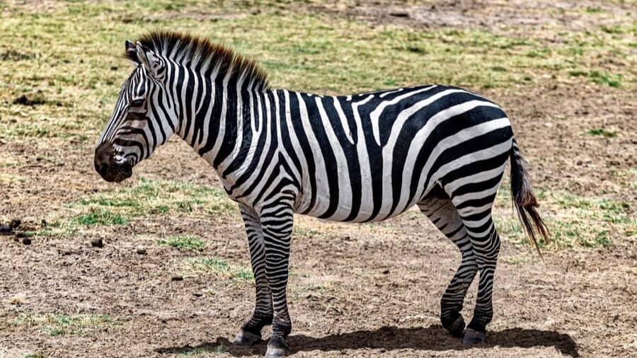 International Zebra Day 2024: Interesting Facts About The Striped ...
