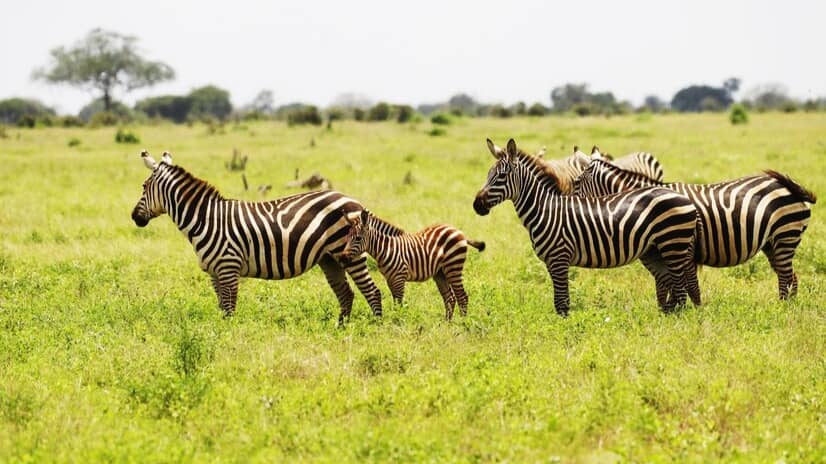 International Zebra Day 2024: Interesting Facts About The Striped ...