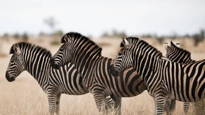 International Zebra Day 2024: Interesting Facts About The Striped ...