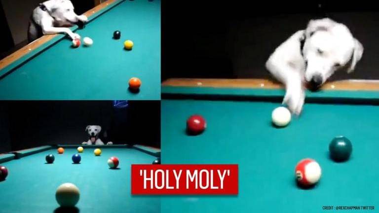 Video of a dog playing pool wins internet, netizen says 'I would lose ...