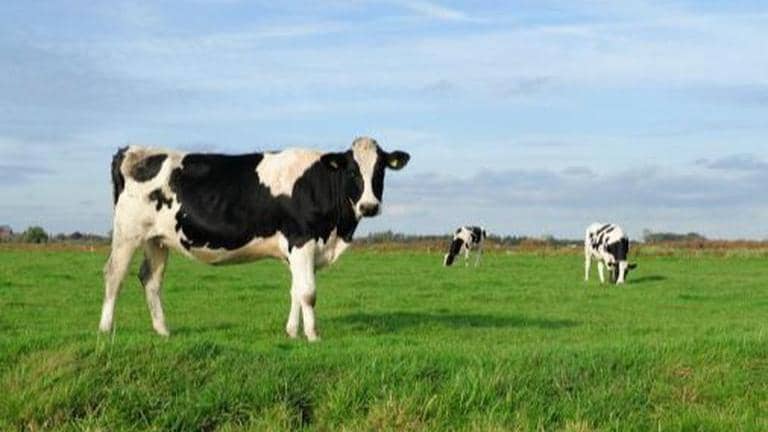 Space view of methane emissions from cows' eructation emerges for 1st ...