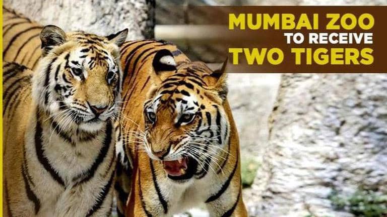 Maha: Mumbai zoo to get two tigers from Aurangabad | Republic World