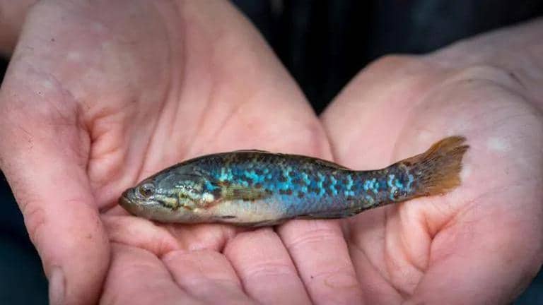 Fish found dead in Maharashtra's Godavari river, MPCB launch probe ...